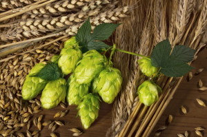 What Is IBU in Beer? And Why Does it Matter?